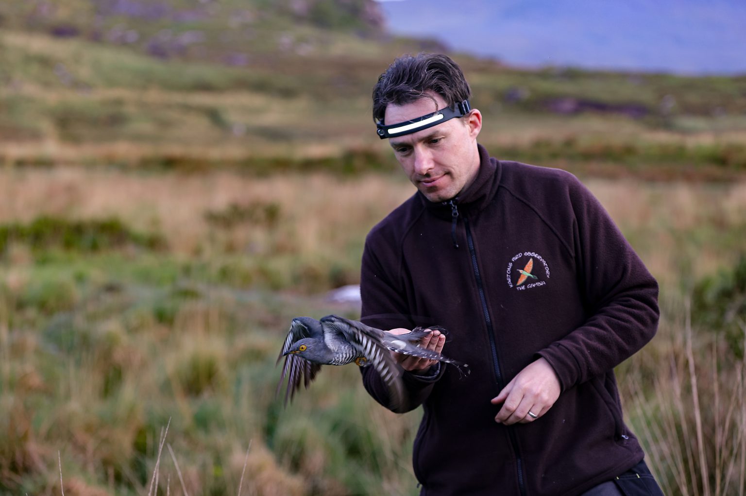 The Search for the Elusive Cuckoo - National Parks of Ireland