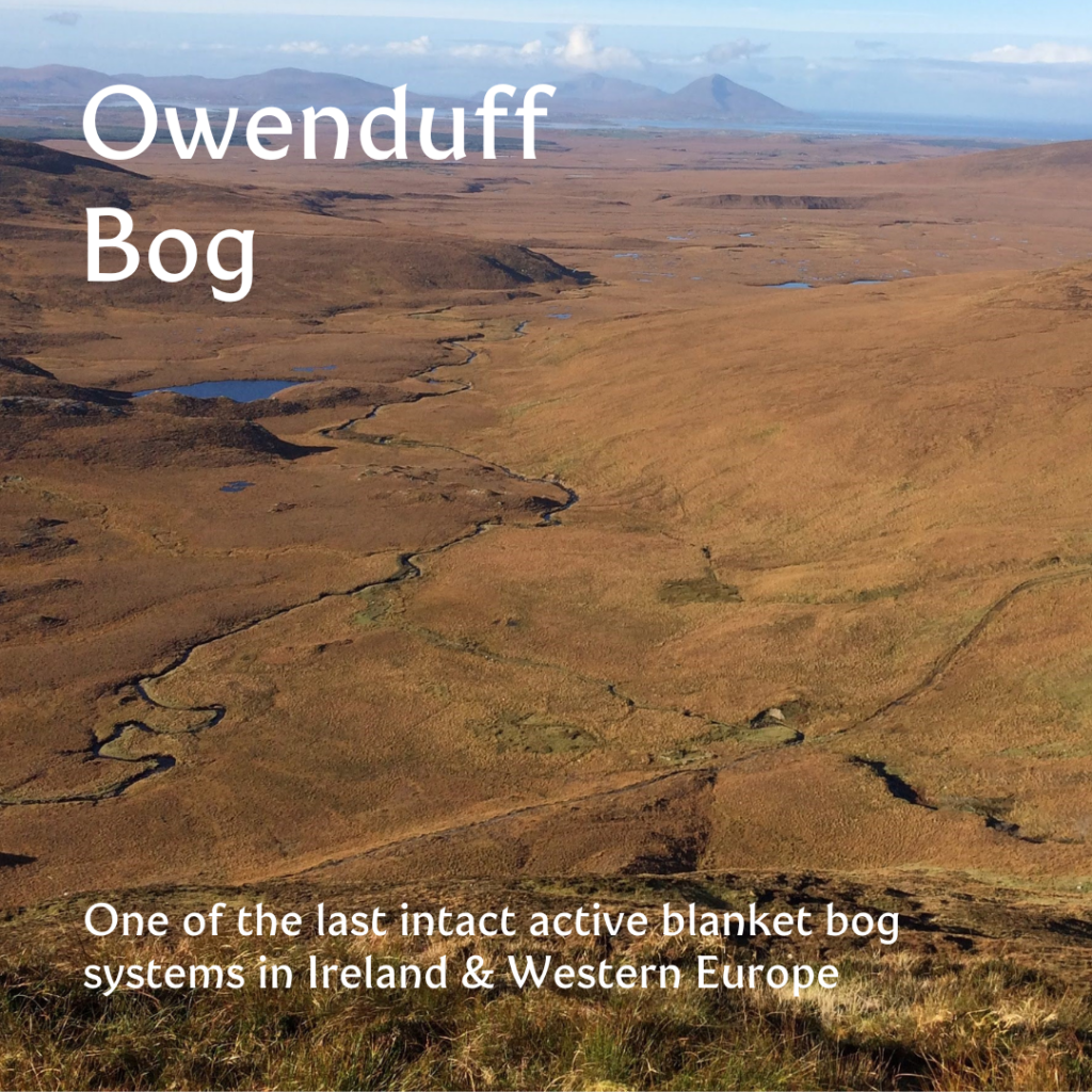 Guided Hike for Bog Day - National Parks of Ireland
